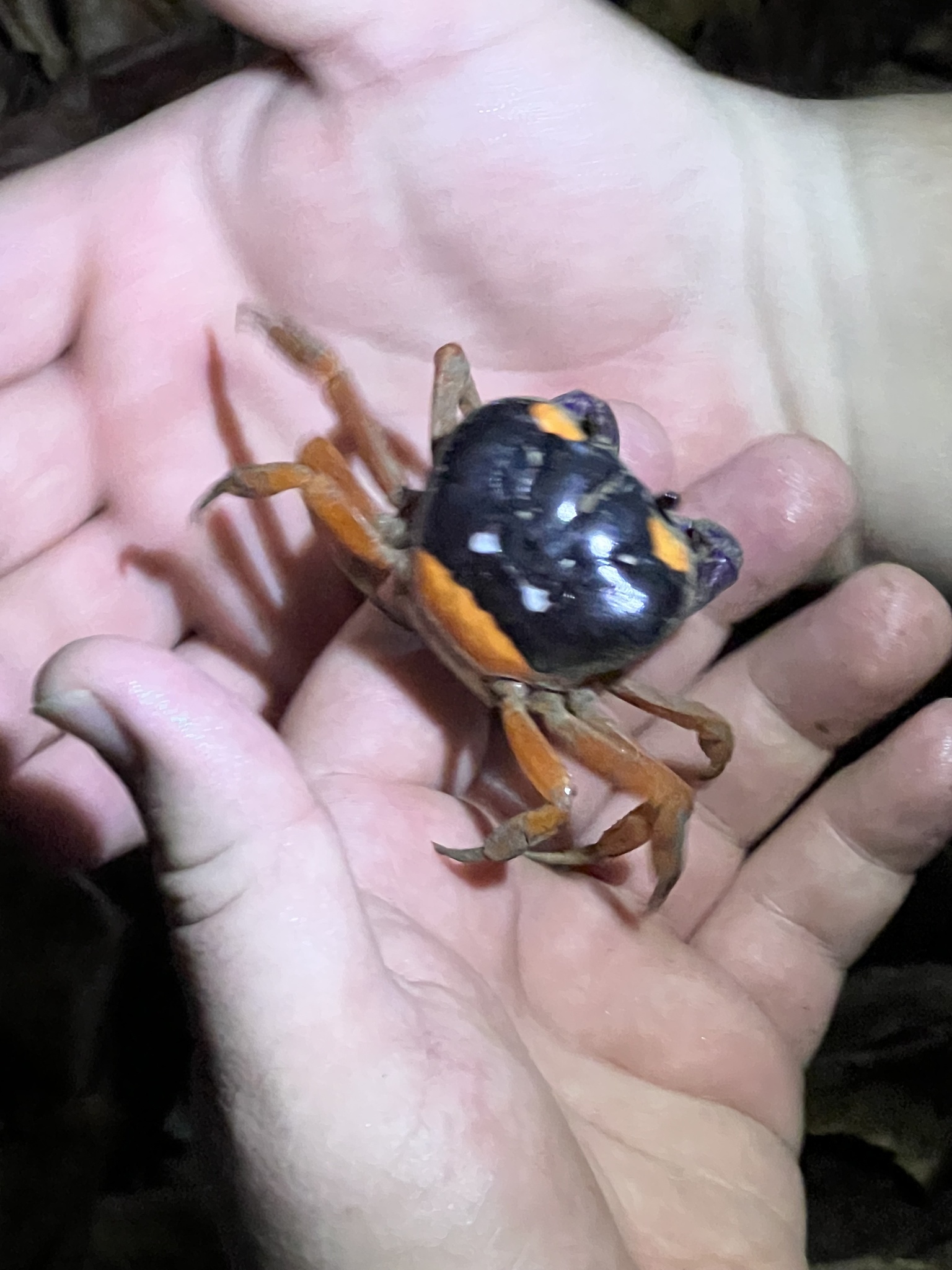 Gecarcinus quadratus de Saussure, 1853