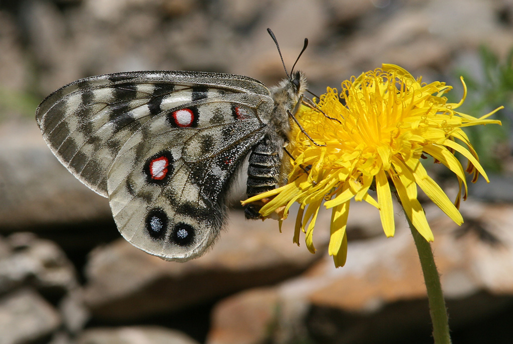 Parnassius imperator from Dulan County, Haixi Mongol and Tibetan ...