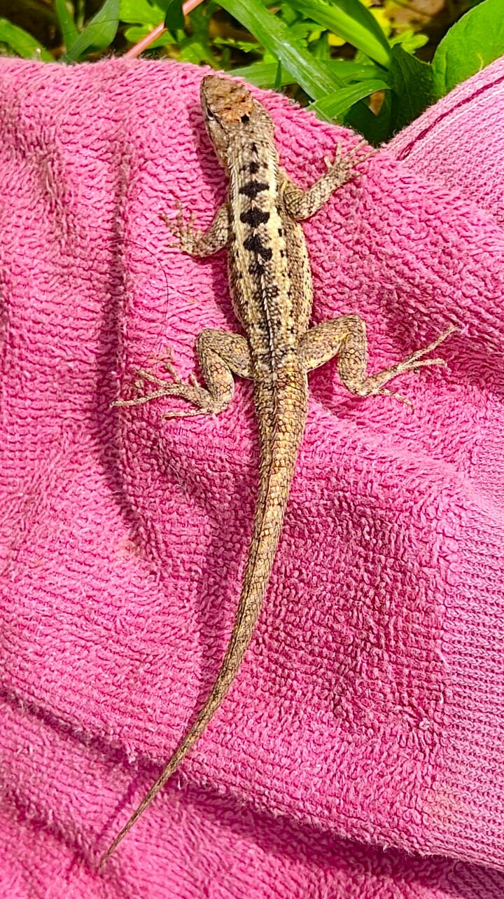 Microlophus occipitalis (Peters, 1871)