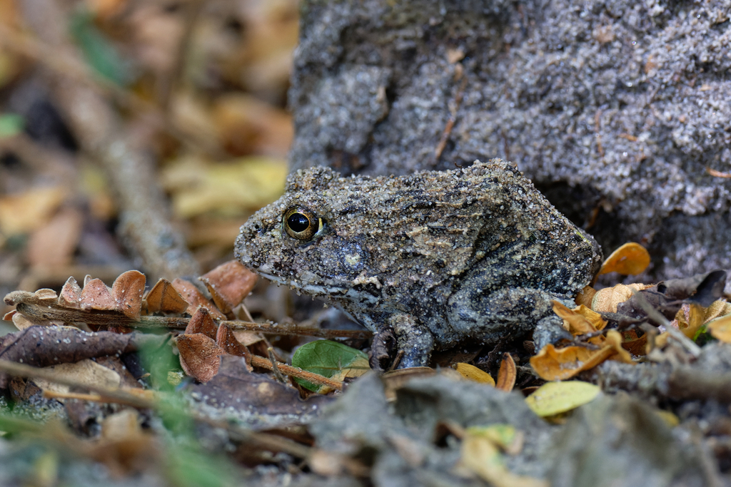 Edible bullfrog from uMkhanyakude District Municipality, South Africa ...