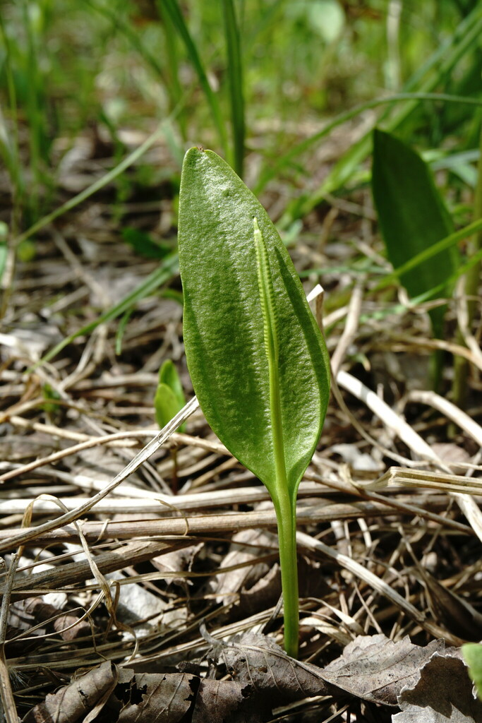 southern adder's-tongue from Balaklavs'kyi, Sevastopol', Ukraine on May ...