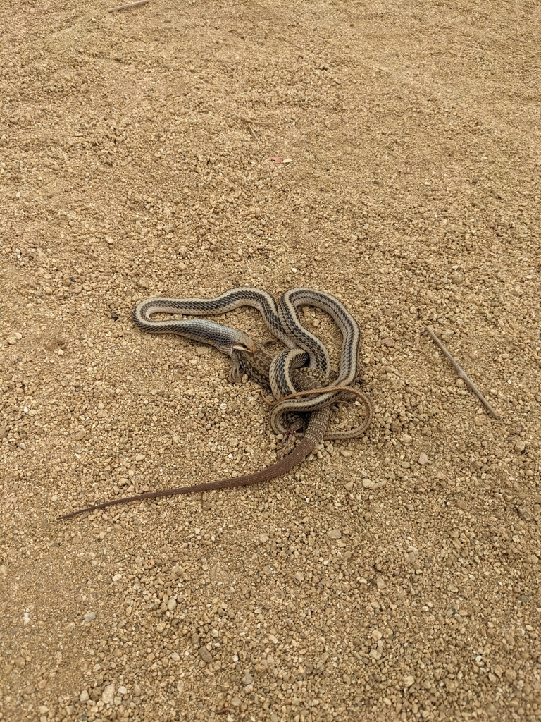 Western Patch-nosed Snake from Los Cabos, BCS, Mexico on March 30, 2023 ...