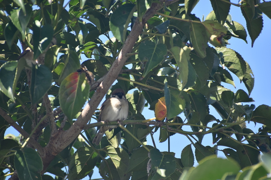 Eurasian Tree Sparrow from Taipei, Taiwan on January 12, 2023 at 11:50 ...