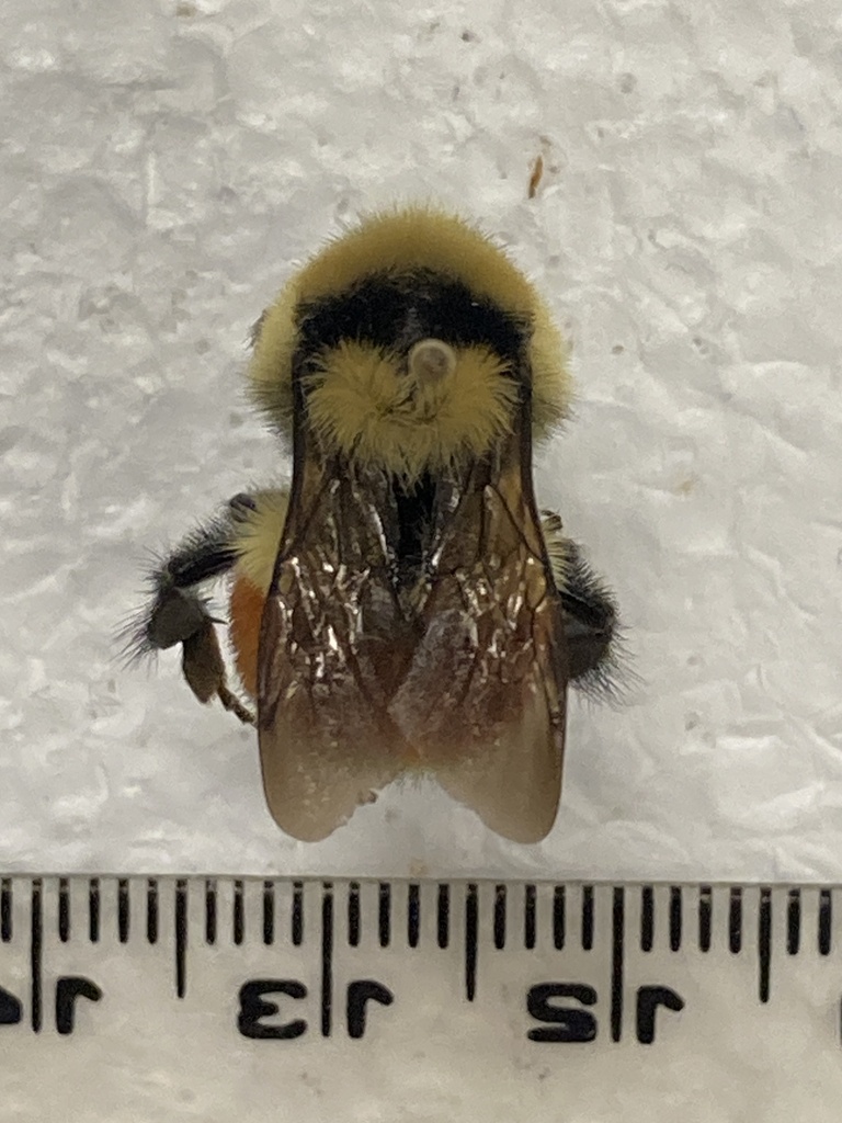 Hunt's Bumble Bee from Lincoln Place Redevelopment, Calgary, AB, CA on ...