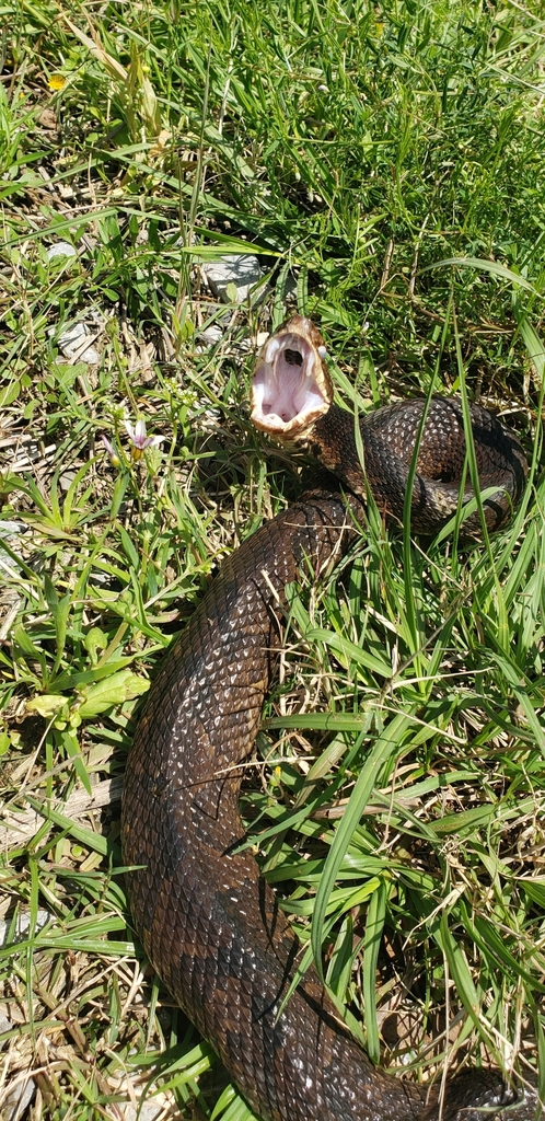Northern Cottonmouth from Zachary, LA 70791, USA on March 30, 2023 at ...