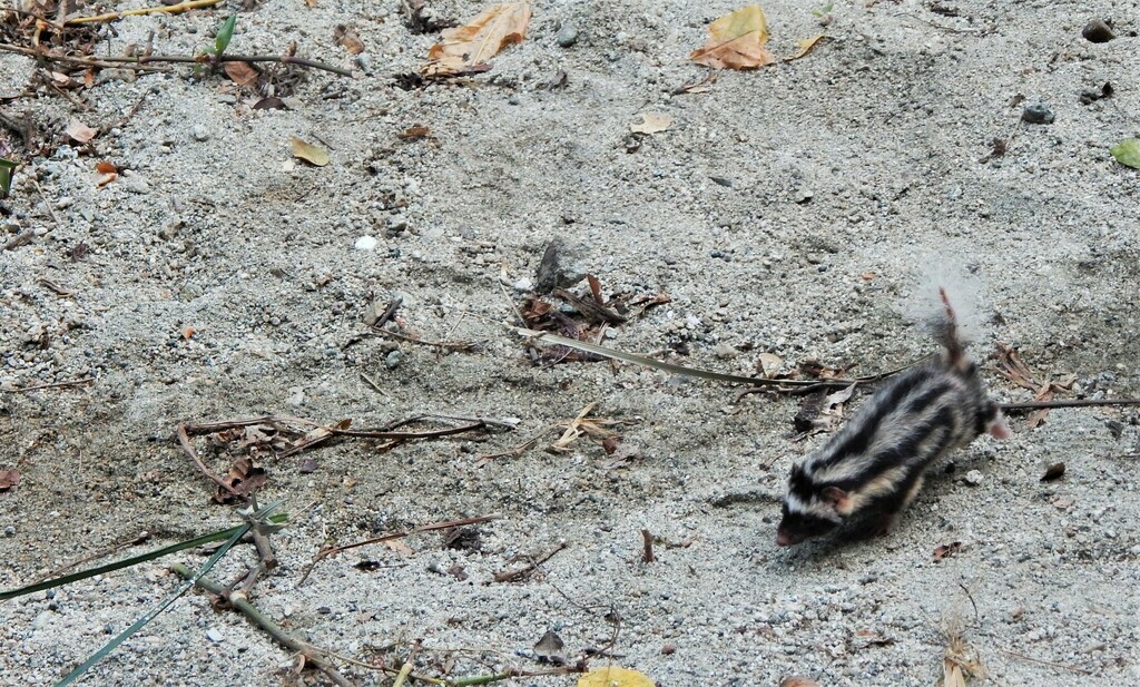 Pygmy Spotted Skunk from San Pedro Pochutla, Oax., México on April 07 ...
