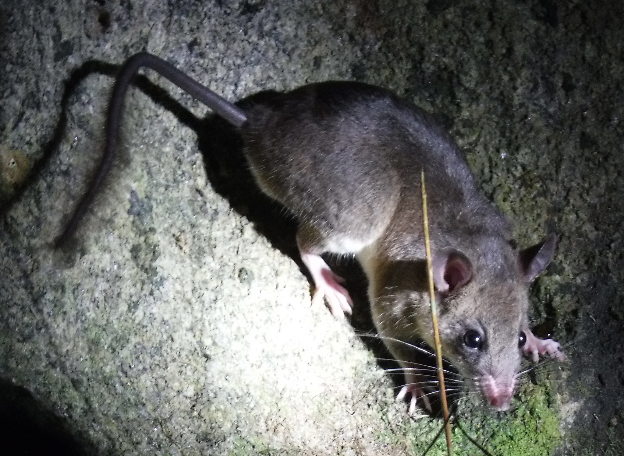 Eliurus Milne-Edwards, 1885