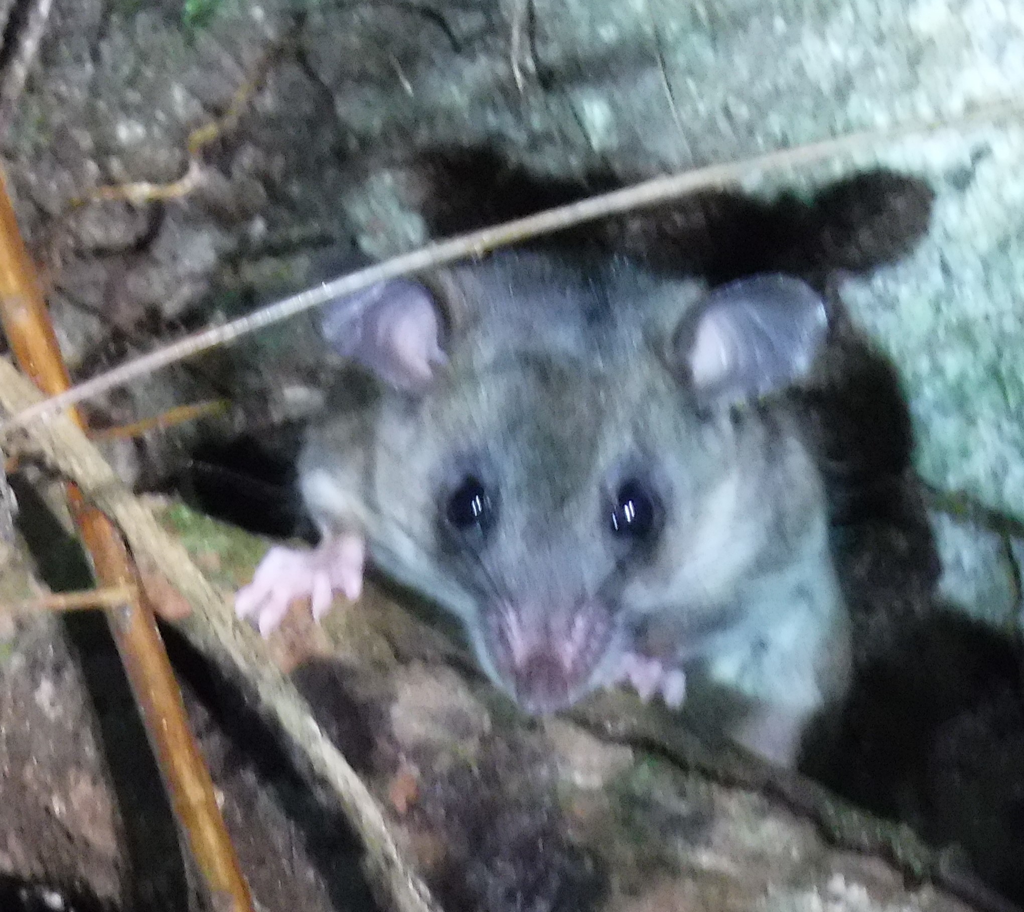 Eliurus Milne-Edwards, 1885