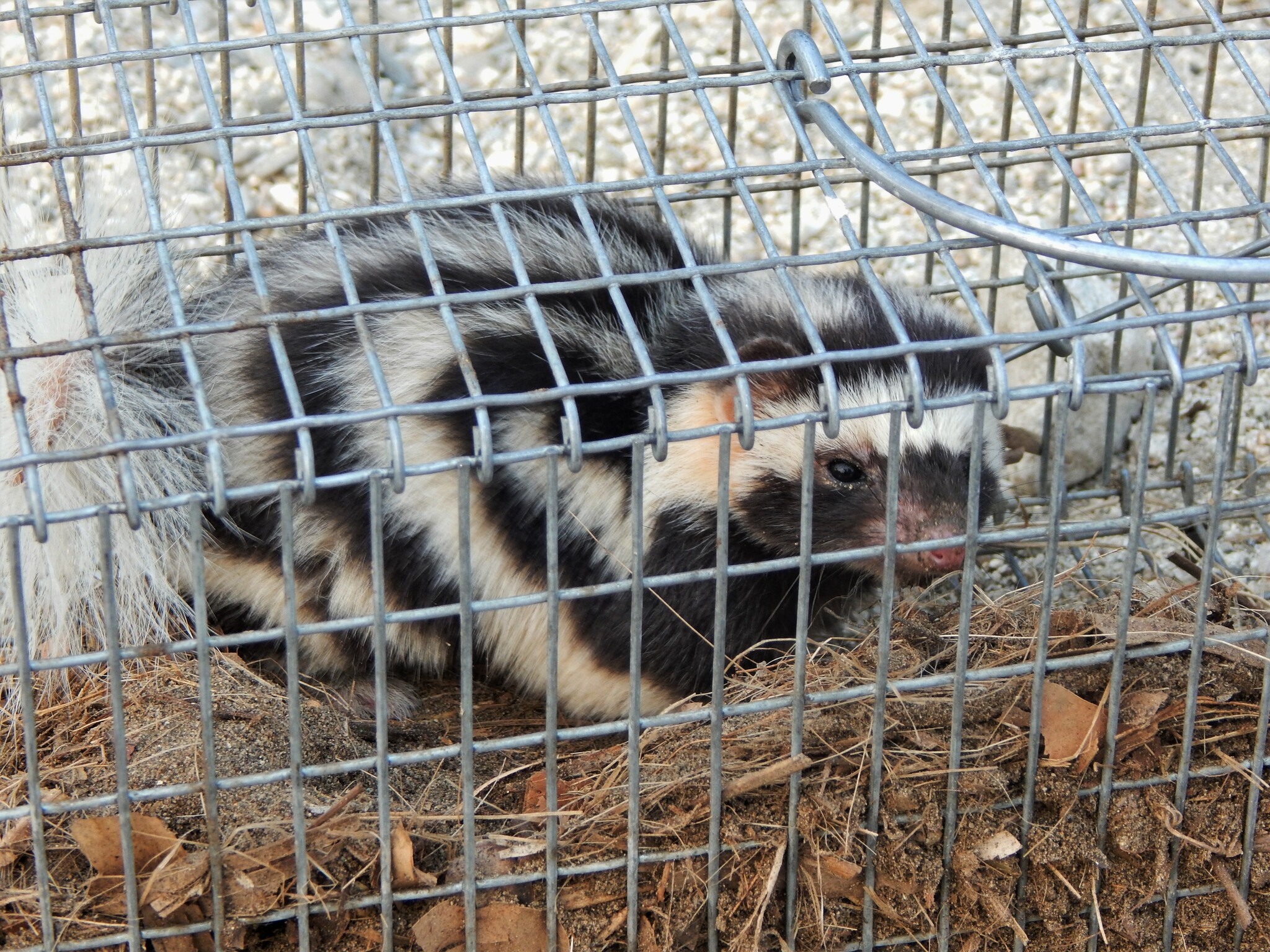 Spilogale pygmaea Thomas, 1898