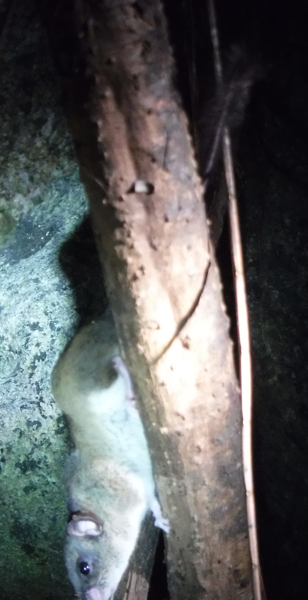 Eliurus Milne-Edwards, 1885