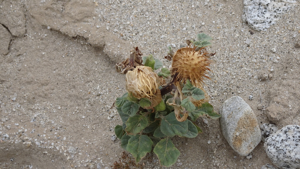 Devil's Trumpets from San Diego County, CA, USA on March 19, 2023 at 02 ...