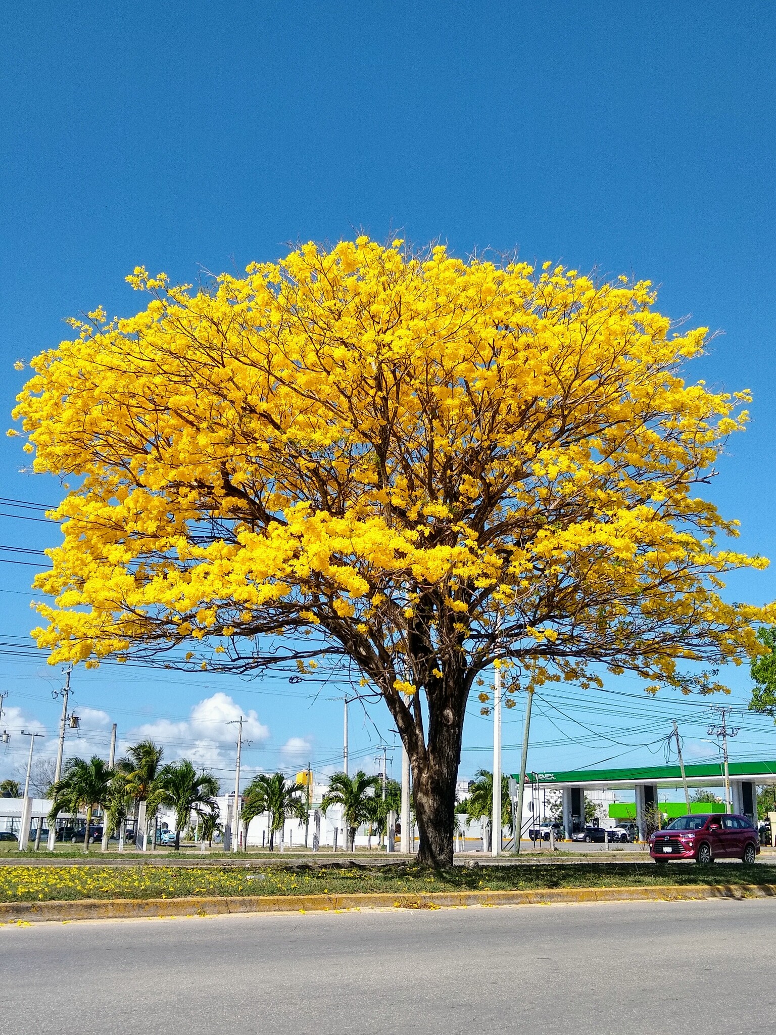 Handroanthus chrysanthus (Jacq.) S.O.Grose