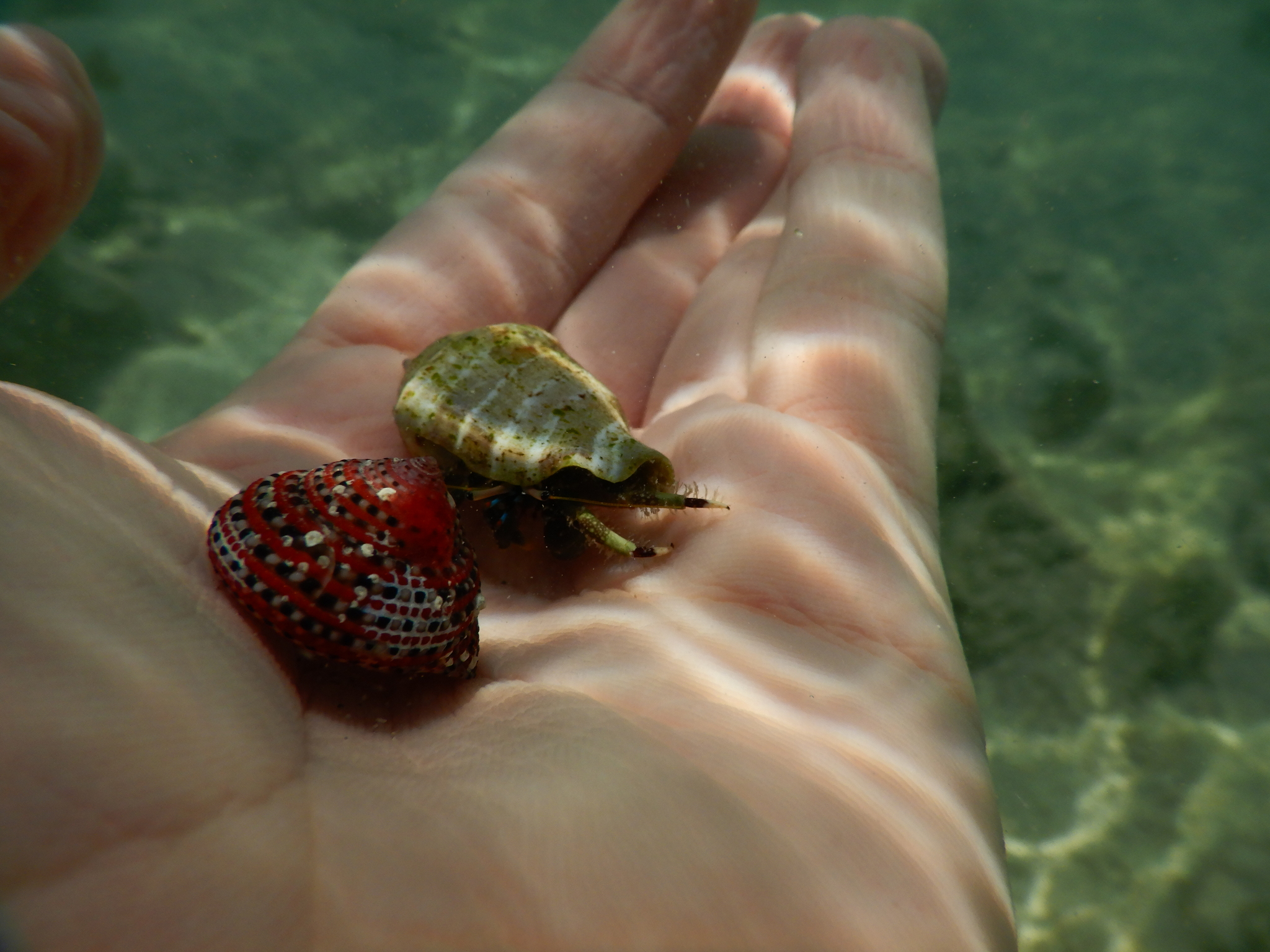 Clanculus pharaonius (Linnaeus, 1758)