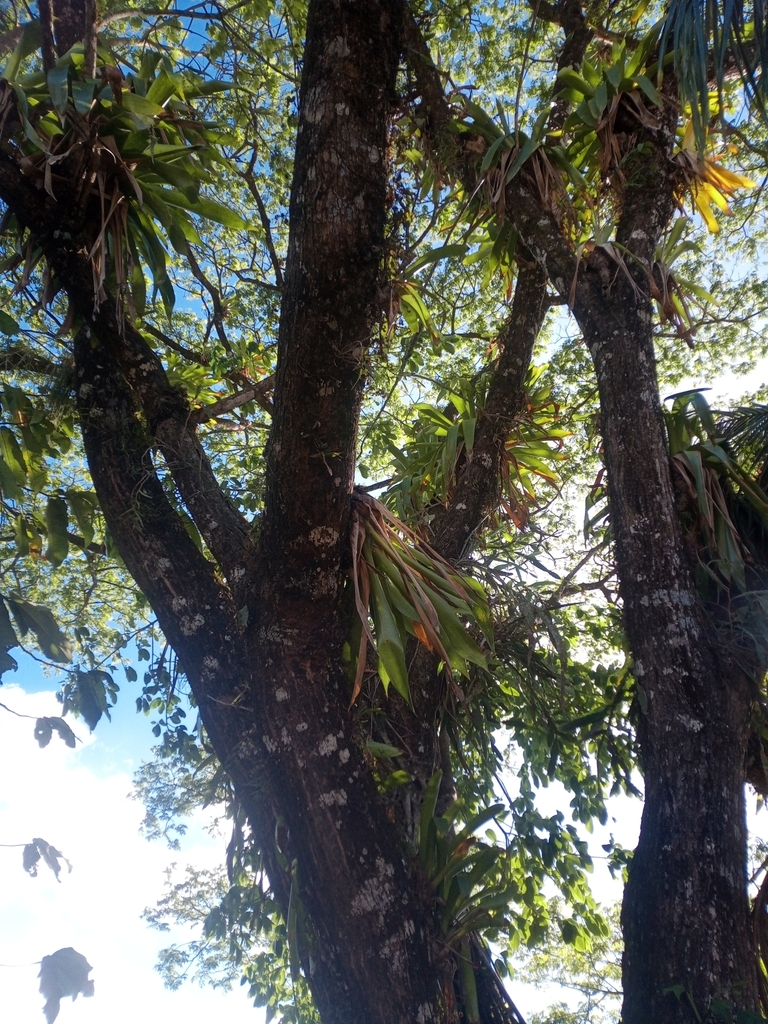 Monkey pod tree from Terminal de Buses Upala, Provincia de Alajuela ...
