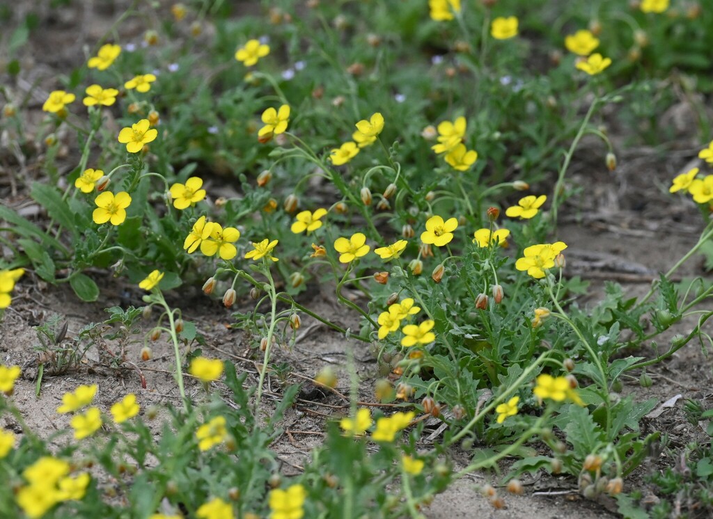 Roughpod Bladderpod from McMullen County, TX, USA on March 29, 2023 at ...