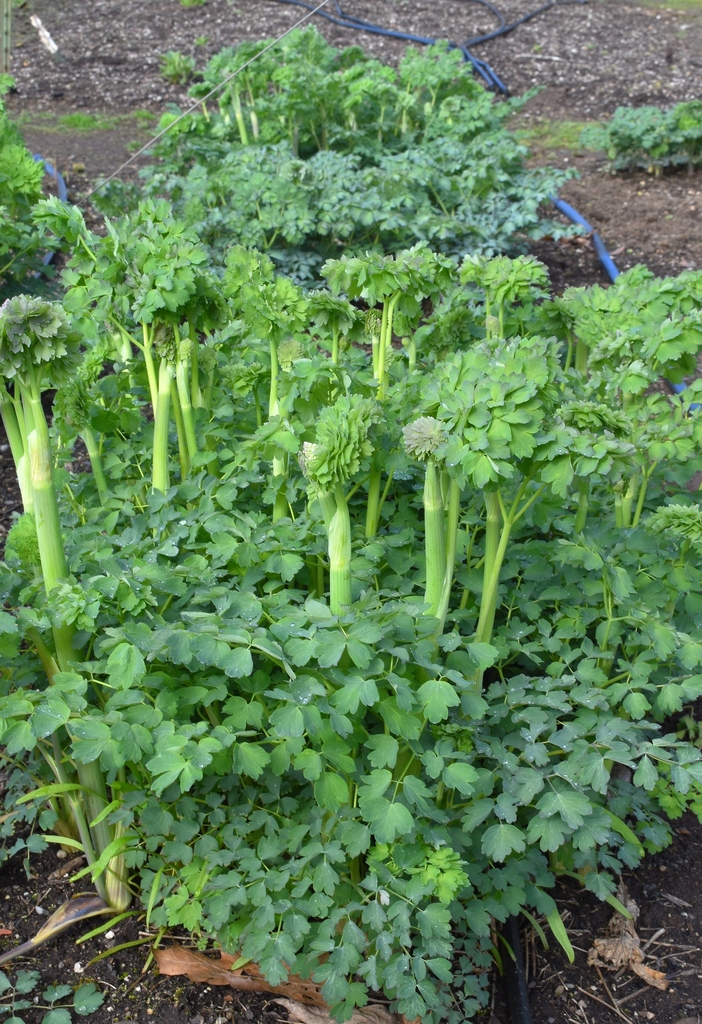 Torrey's Meadow Rue from FBP Native Plant Nursery, Lane County, OR, USA ...