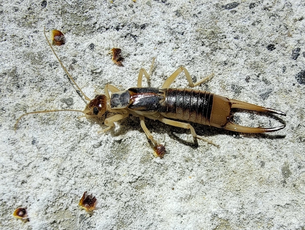 Shore Earwig from Farg'ona, UZ-FA, UZ on March 29, 2023 at 11:31 PM by ...