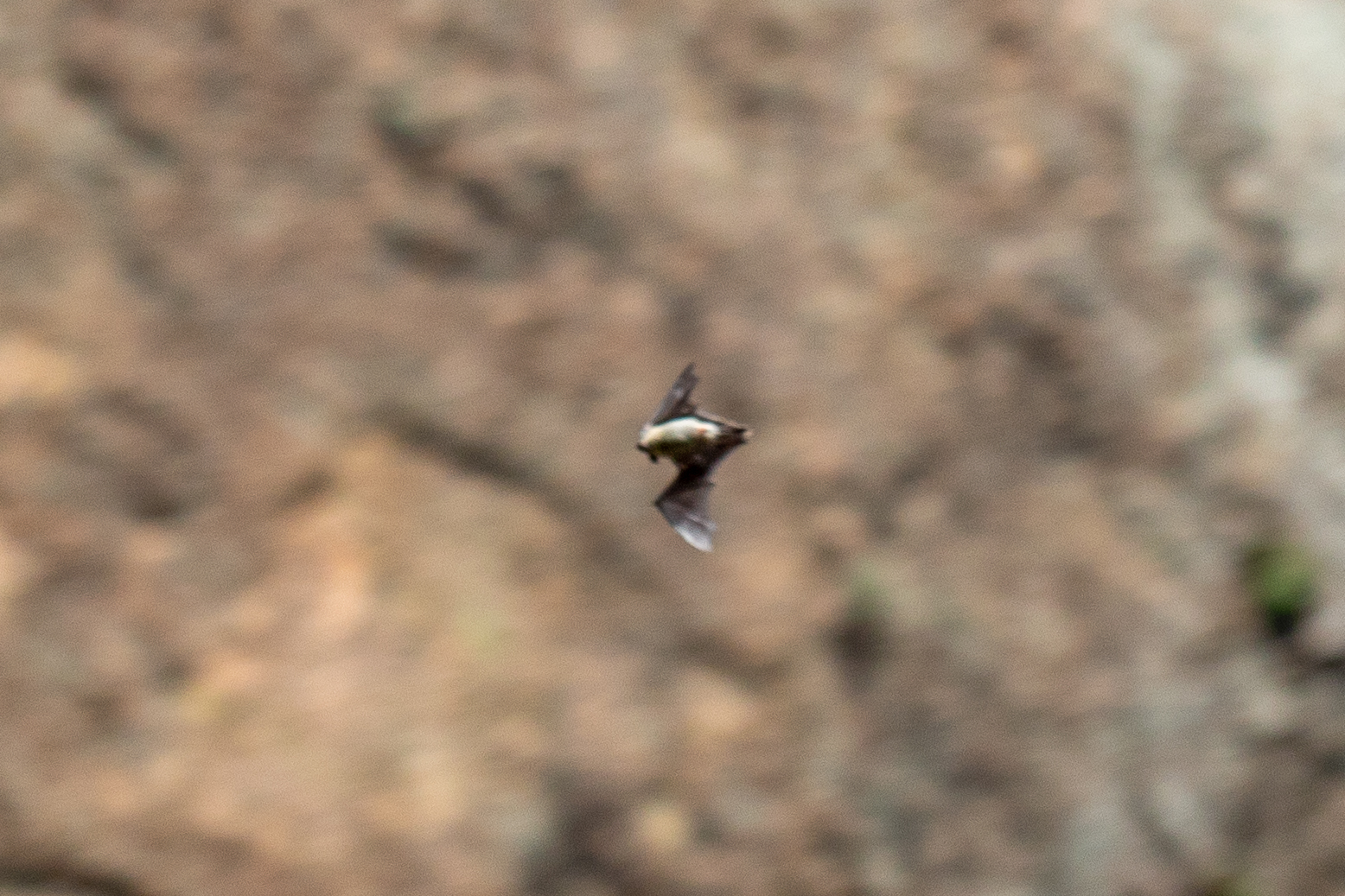 Parastrellus hesperus (H.Allen, 1864)