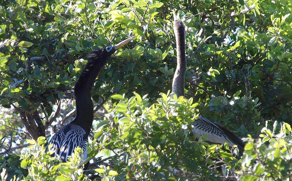 Anhinga from UTSW rookery Campus, Dallas, TX 75390, USA on June 23 ...