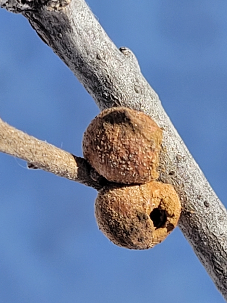 Oak Rough Bulletgall Wasp from Winnipeg, MB R2N 3Z1, Canada on March 30 ...