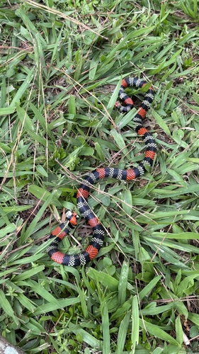 Uruguayan Coralsnake (Micrurus altirostris) - Snakes and Lizards