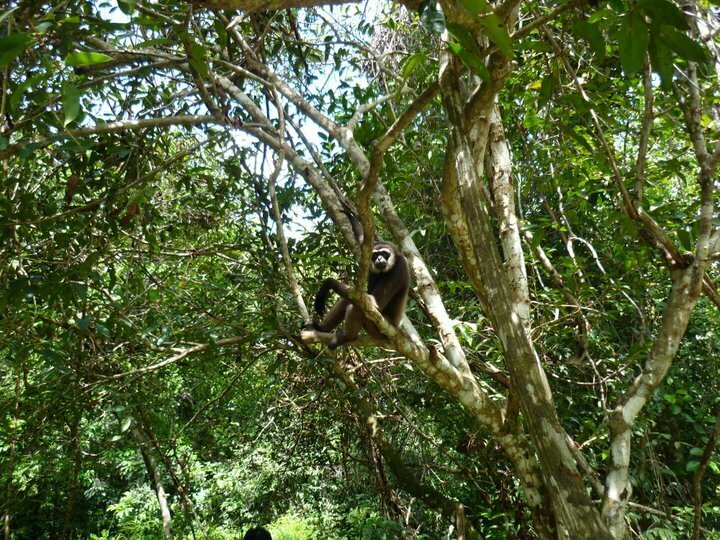 Bornean White-bearded Gibbon in May 2010 by annahd · iNaturalist