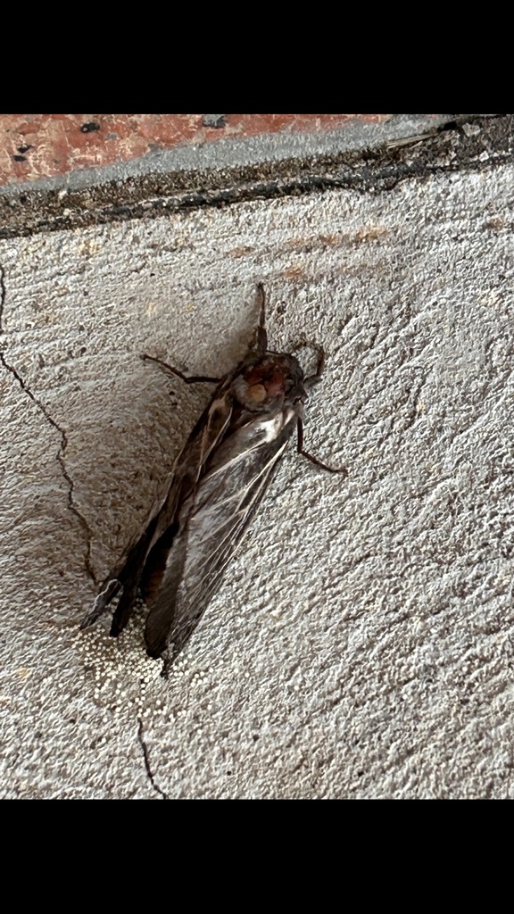 Rain Moth from Baxter Park, Frankston South, VIC, AU on March 31, 2023 ...