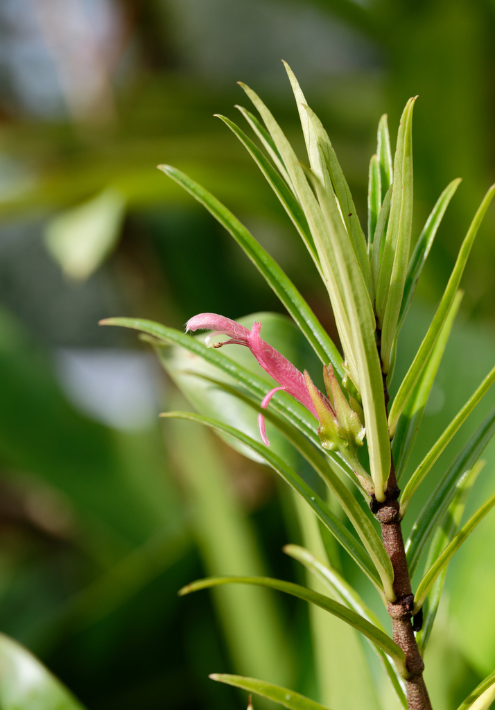 Columnea linearis from Barrio Flaminia, Heredia, Sarapiquí, Costa Rica ...