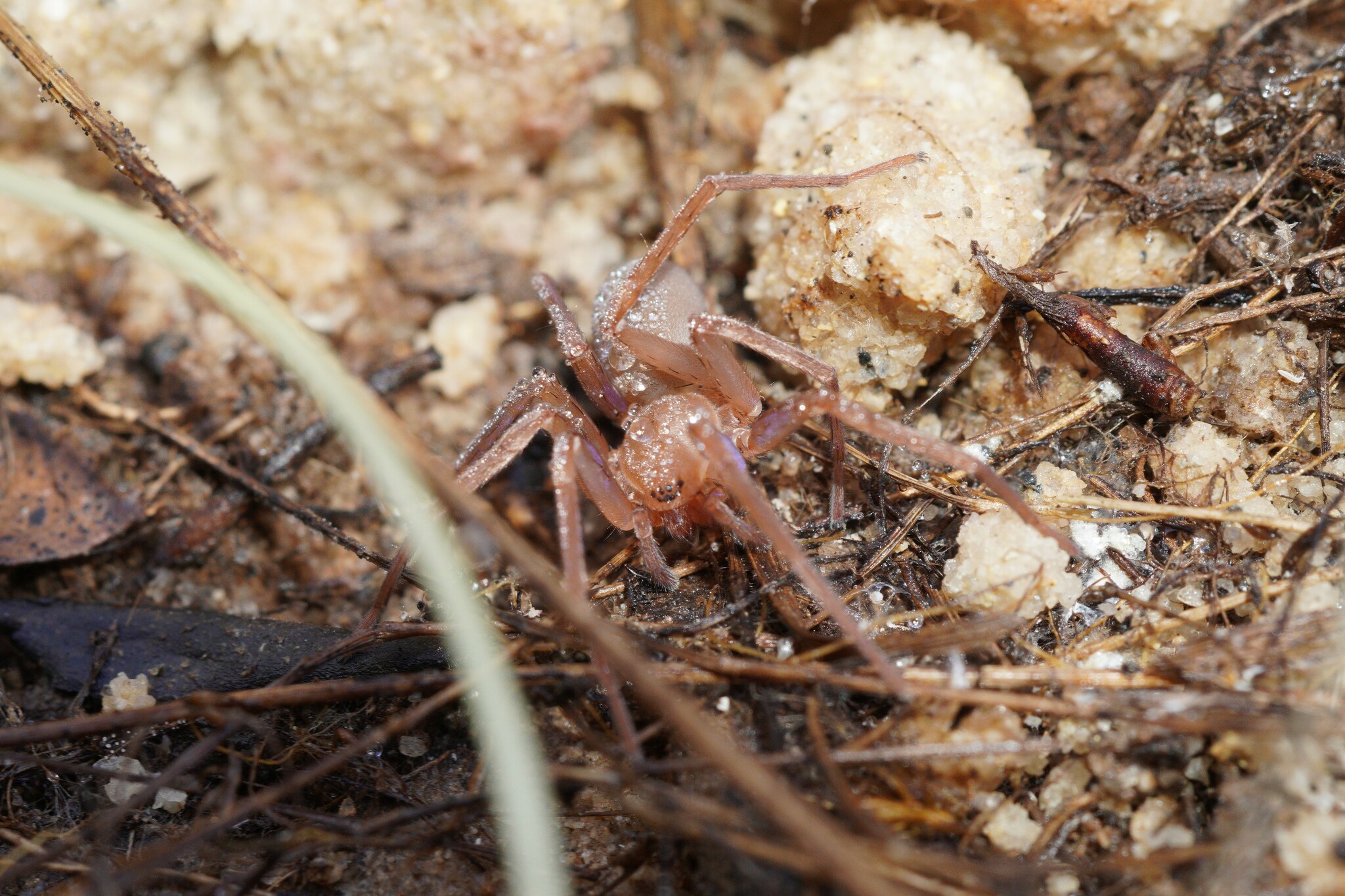 Titiotus Simon, 1897