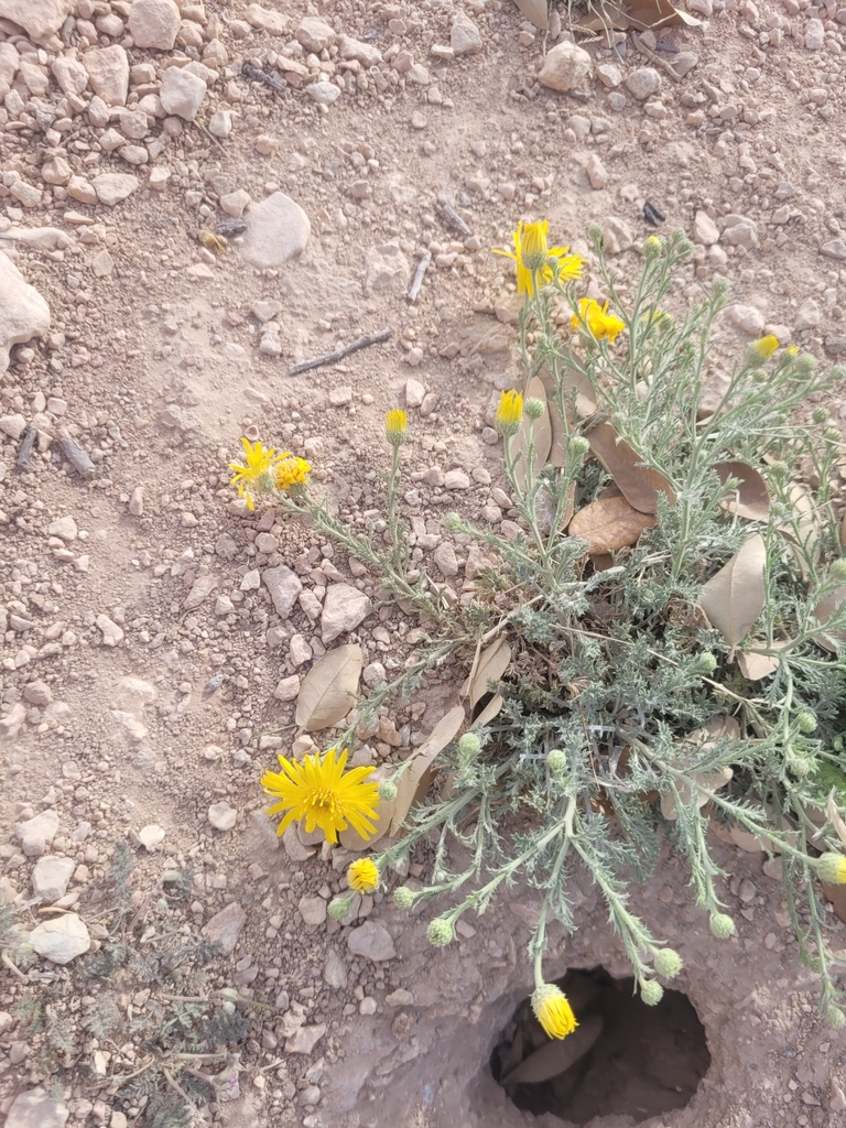 Spiny Goldenweed from Iraan, TX 79744, USA on March 30, 2023 at 05:37 ...