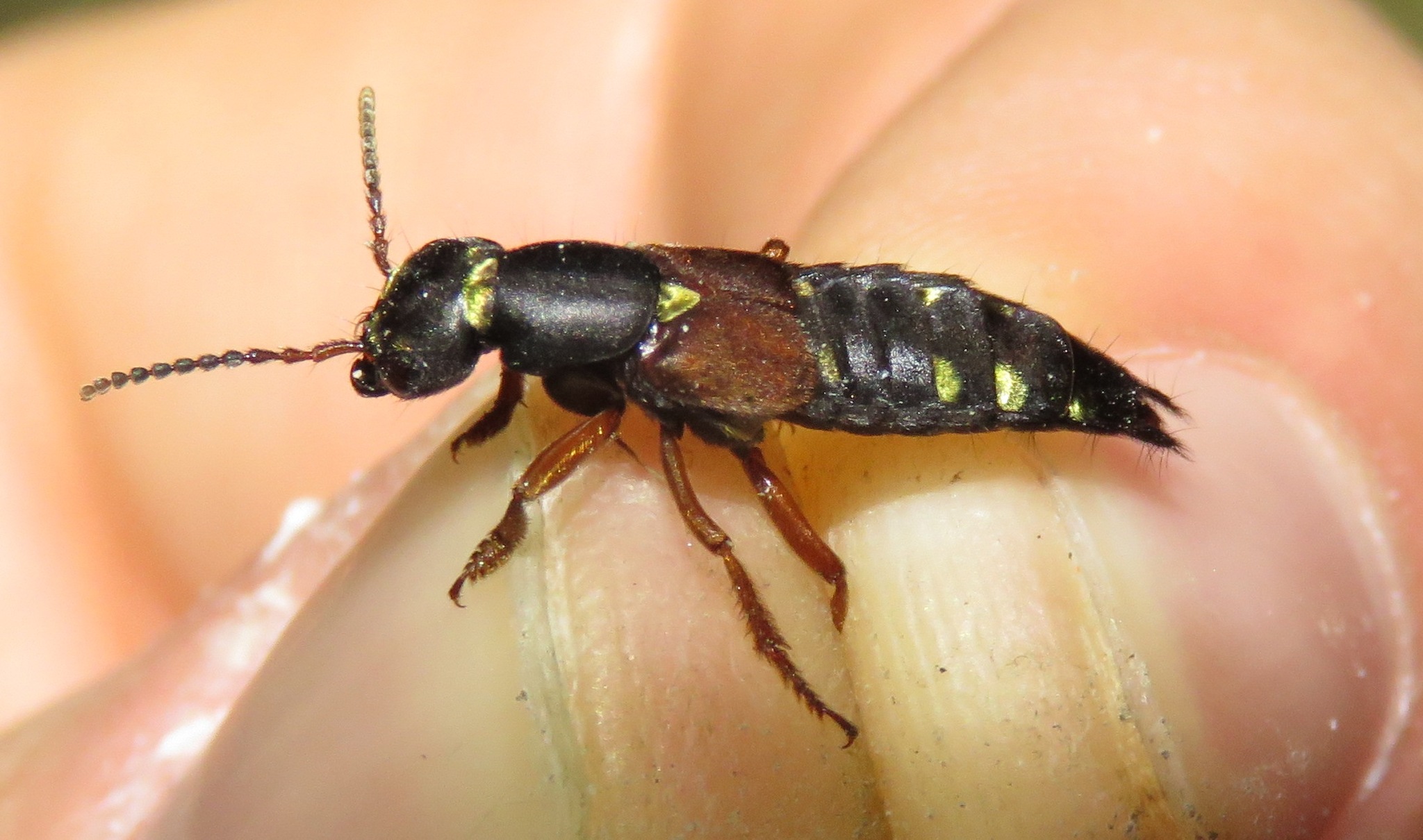 Staphylinus erythropterus Linnaeus, 1758