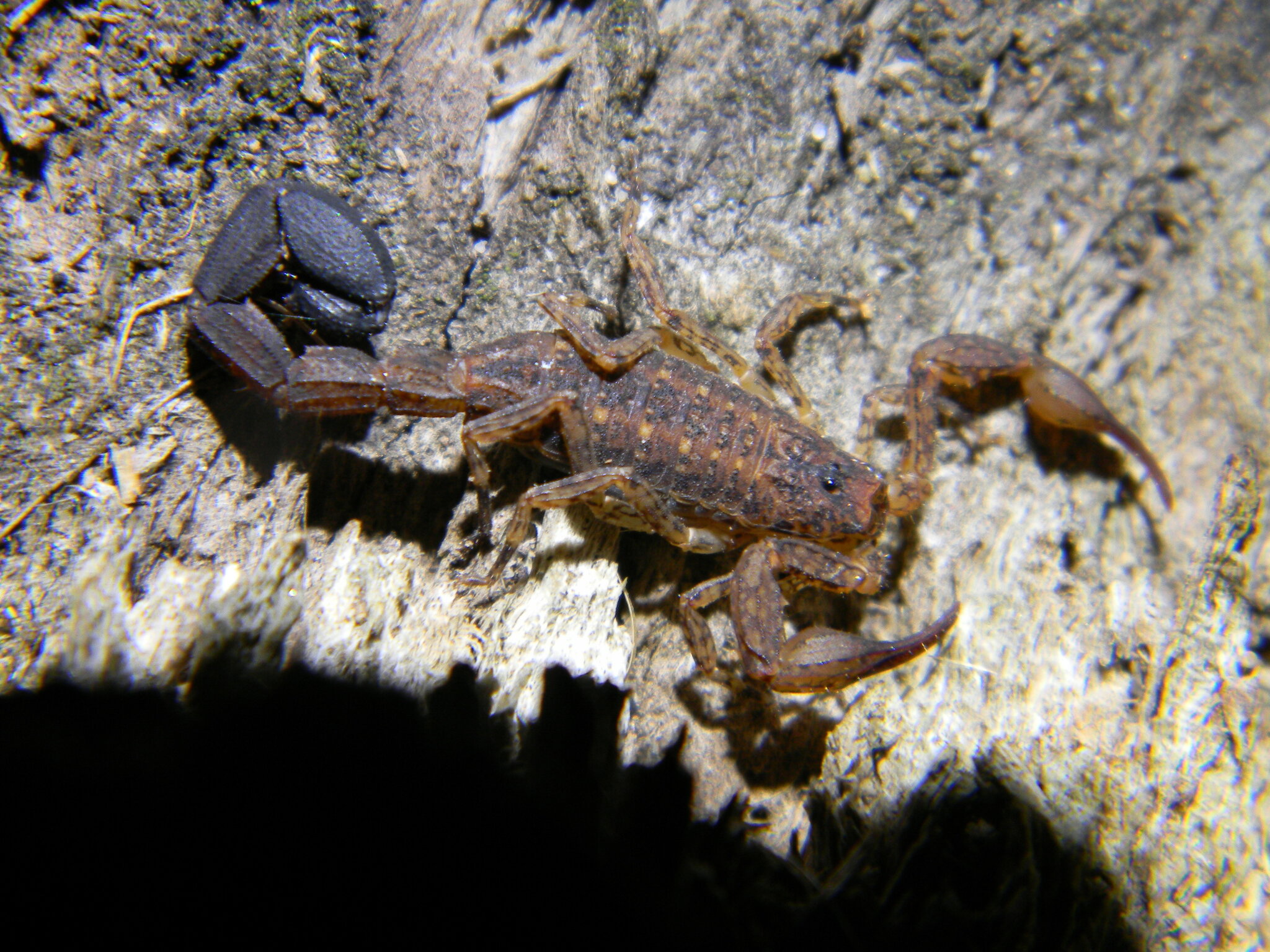 Tityus columbianus (Thorell, 1876)