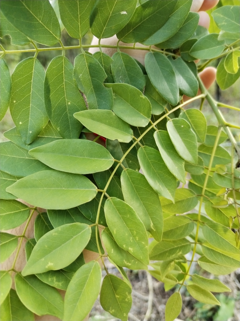 Fence Post Tree from Costa Rica on March 30, 2023 at 04:21 PM by ...