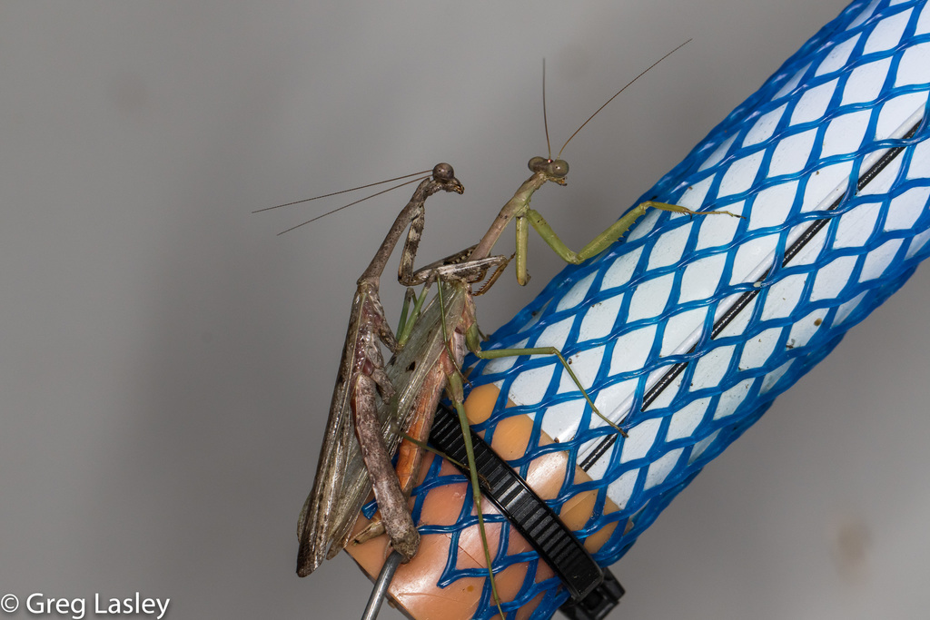 Carolina Mantis from Hays County, TX, USA on October 9, 2018 at 06:58 ...