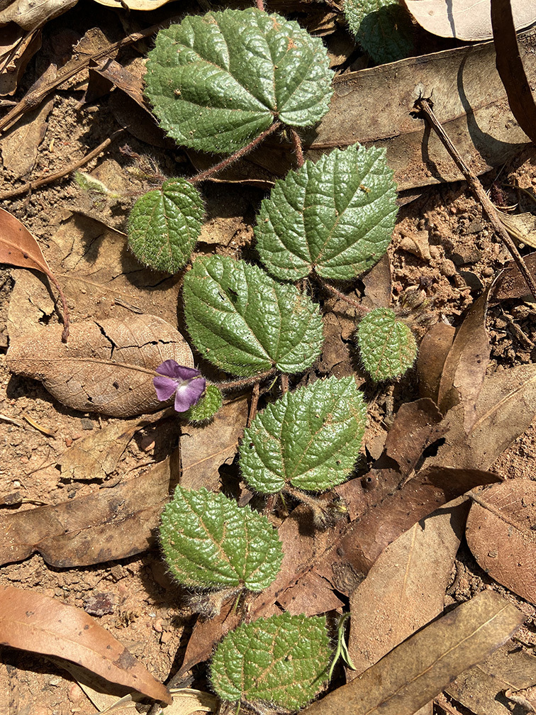 Helicteres in October 2022 by Jason Searle. Helicteres sp (Heathlands R ...