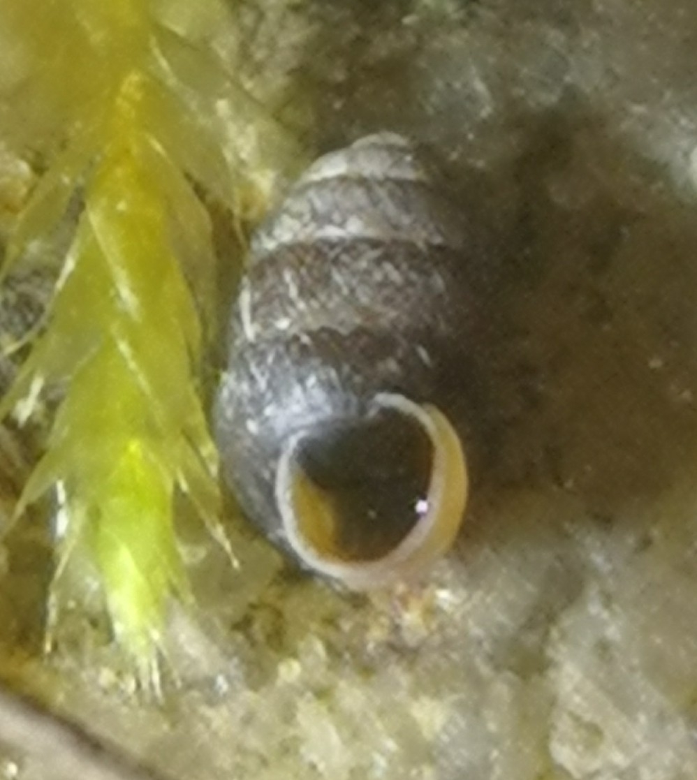 Pupilla muscorum (Linnaeus, 1758)