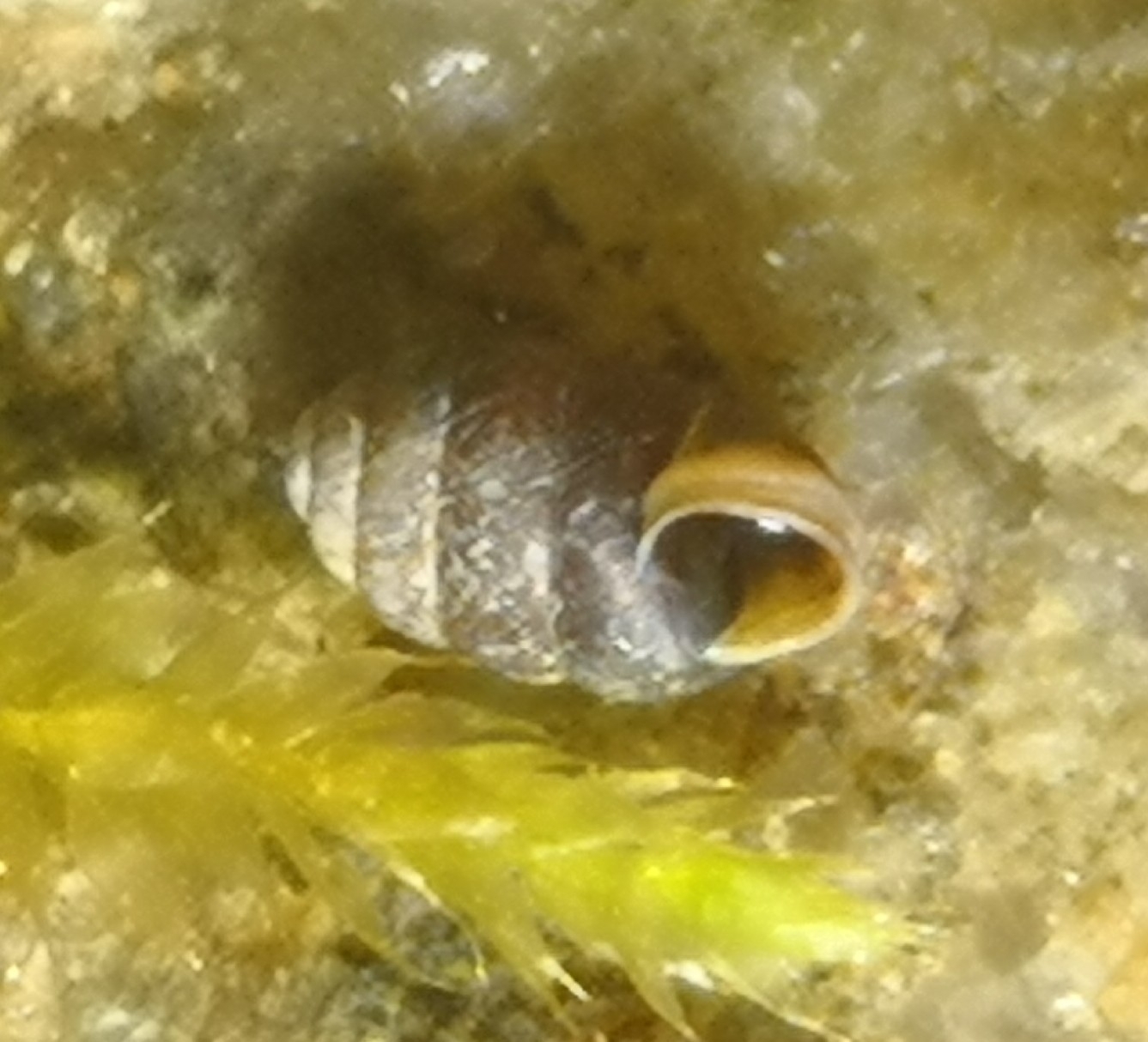 Pupilla muscorum (Linnaeus, 1758)