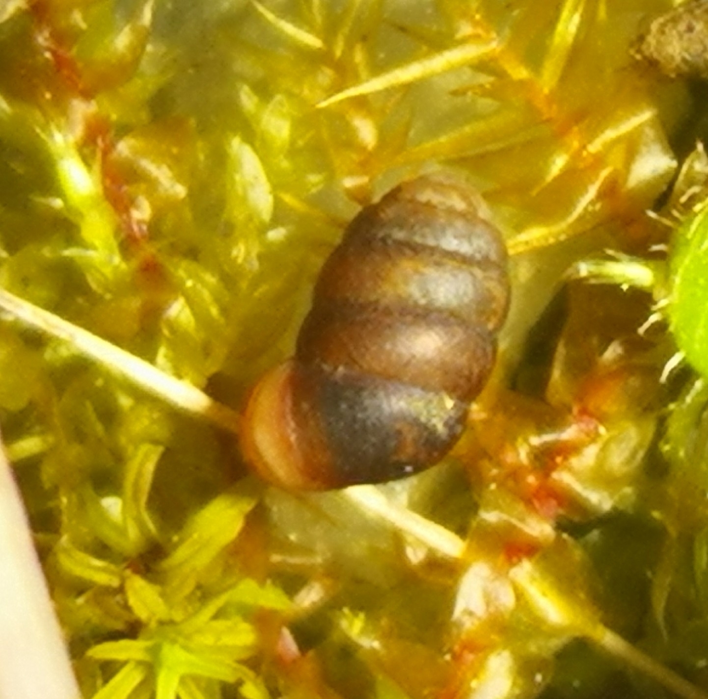 Pupilla muscorum (Linnaeus, 1758)