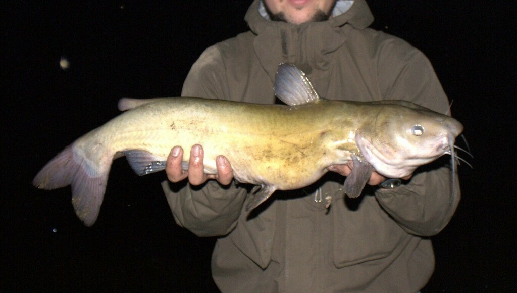 Channel Catfish (Ictalurus punctatus) - Marine Life Identification