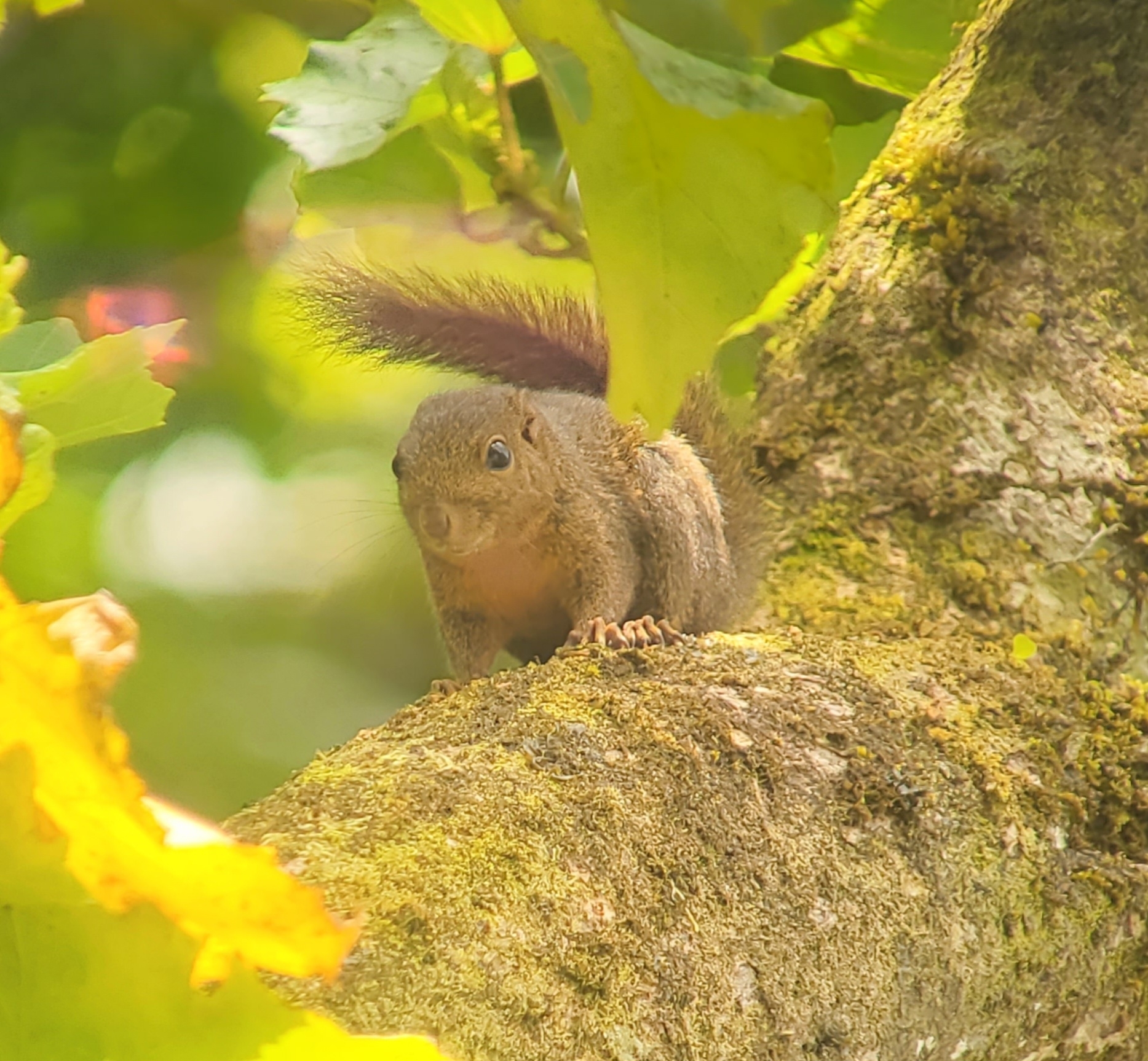 Microsciurus J.A.Allen, 1895