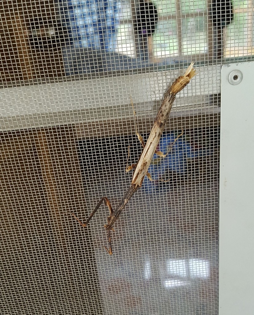 Toxoderopsis taurus from Nam Ruem, Mueang Tak District, Tak 63000 ...