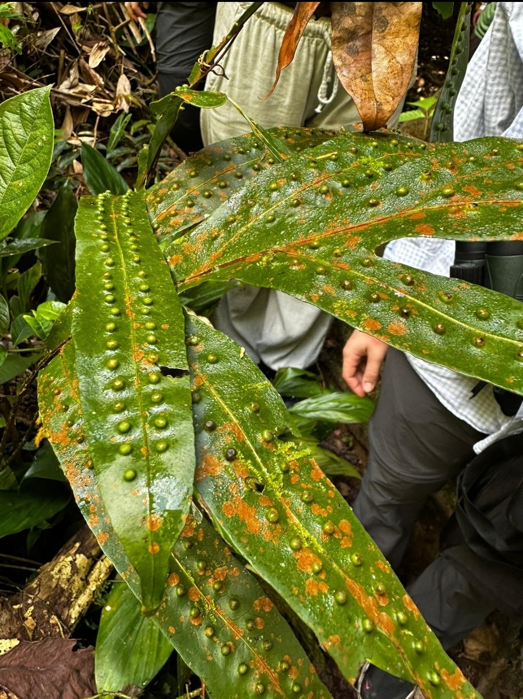 Microsorum membranifolium (R.Br.) Ching