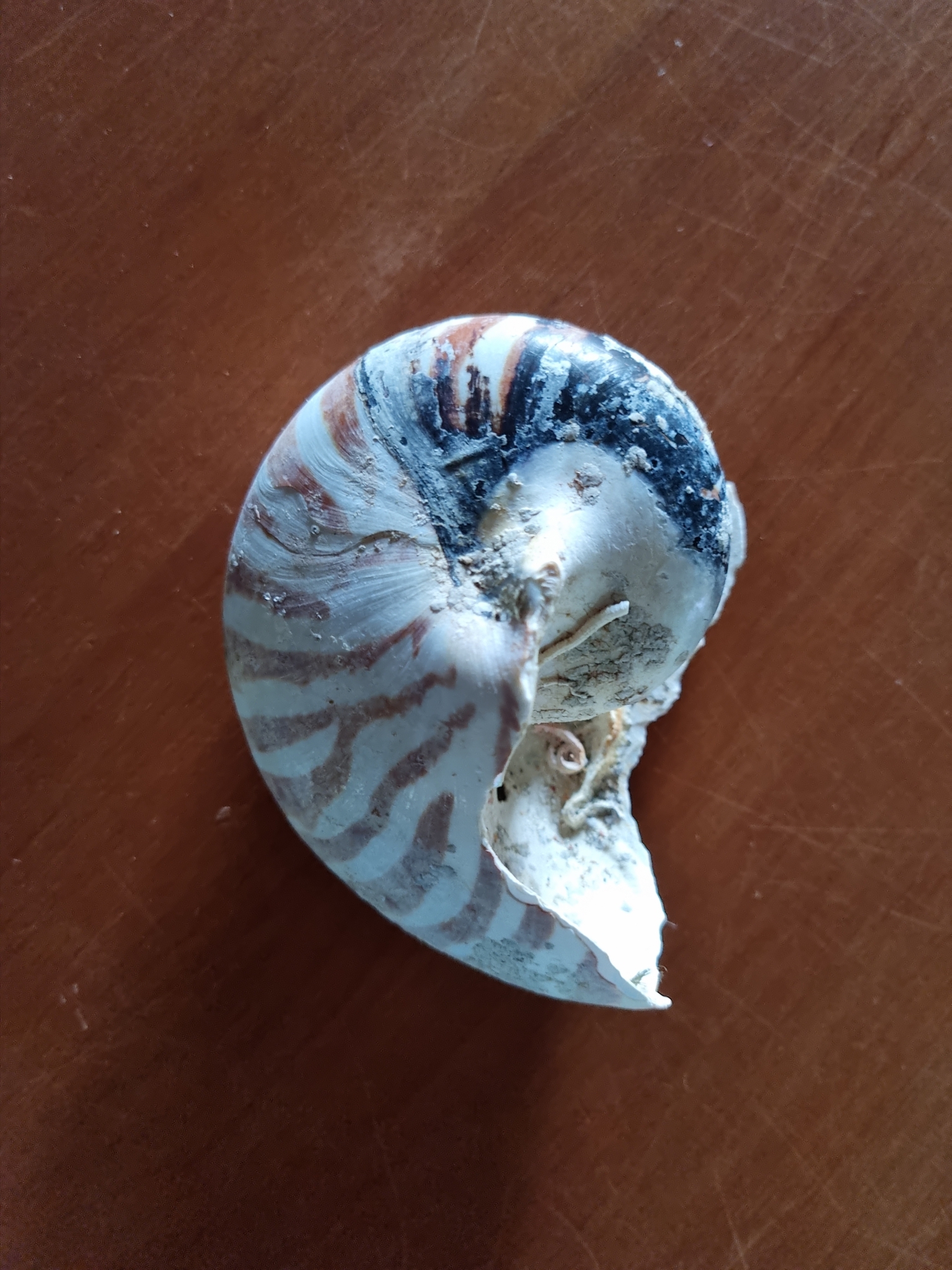 Nautilus Linnaeus, 1758