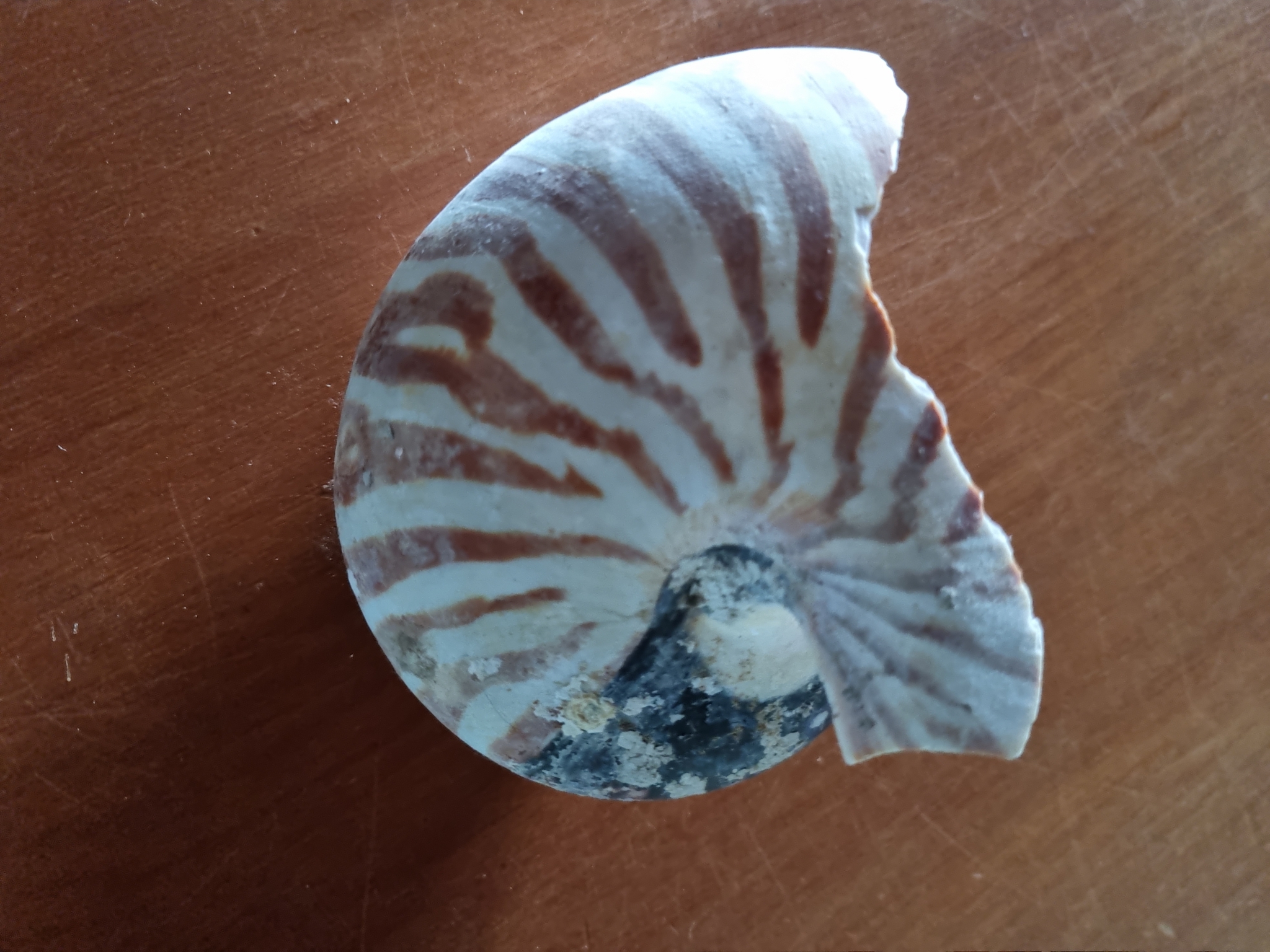Nautilus Linnaeus, 1758
