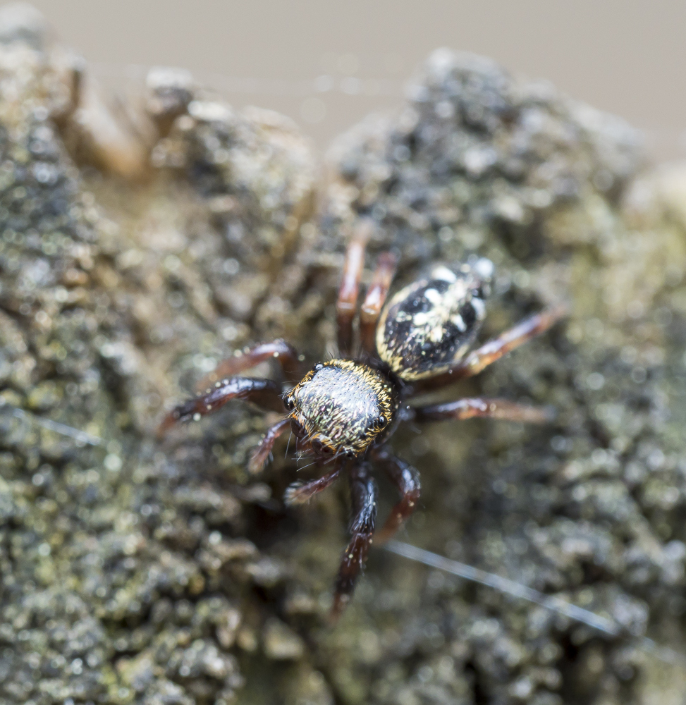 Paraphidippus F.O.Pickard-Cambridge, 1901