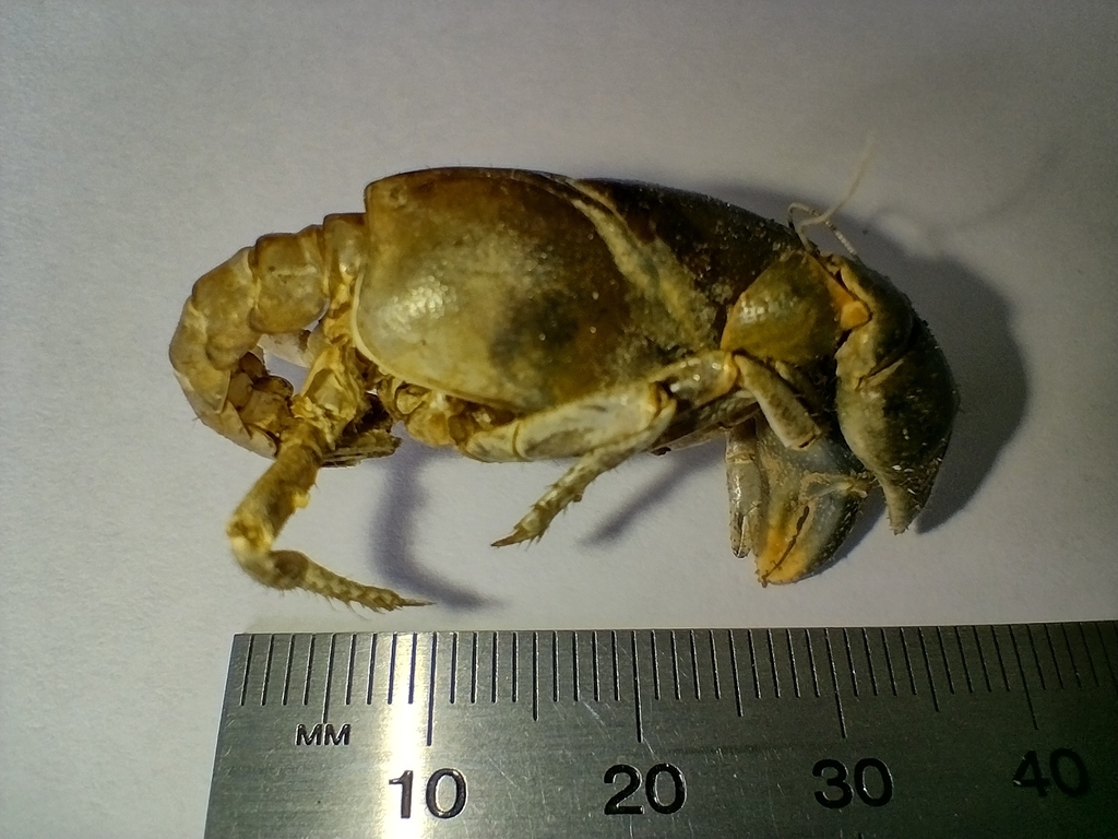 Engaeus victoriensis from 18 Marie St, Boronia VIC 3155, Australia on ...