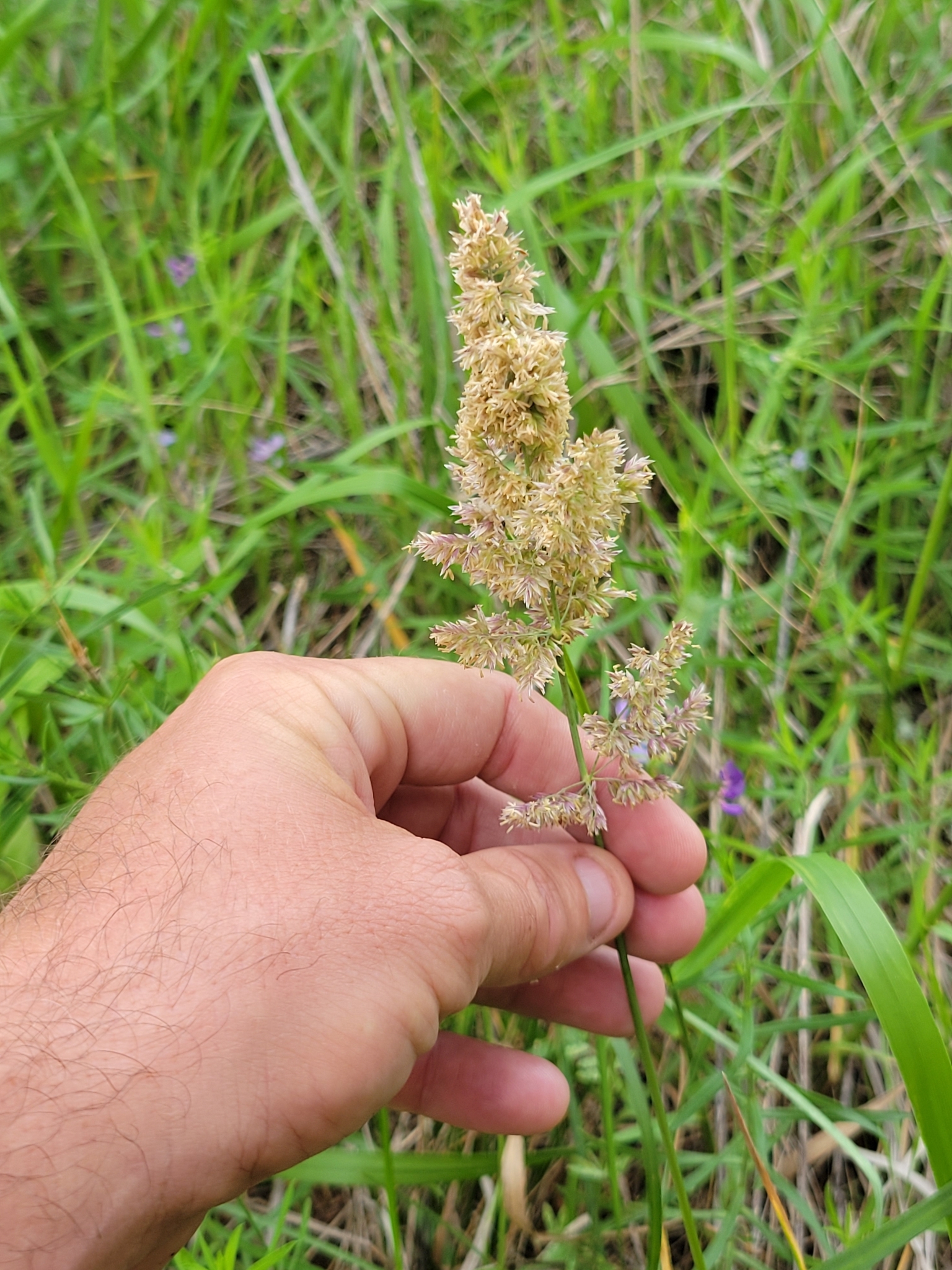 Poa arachnifera Torr.