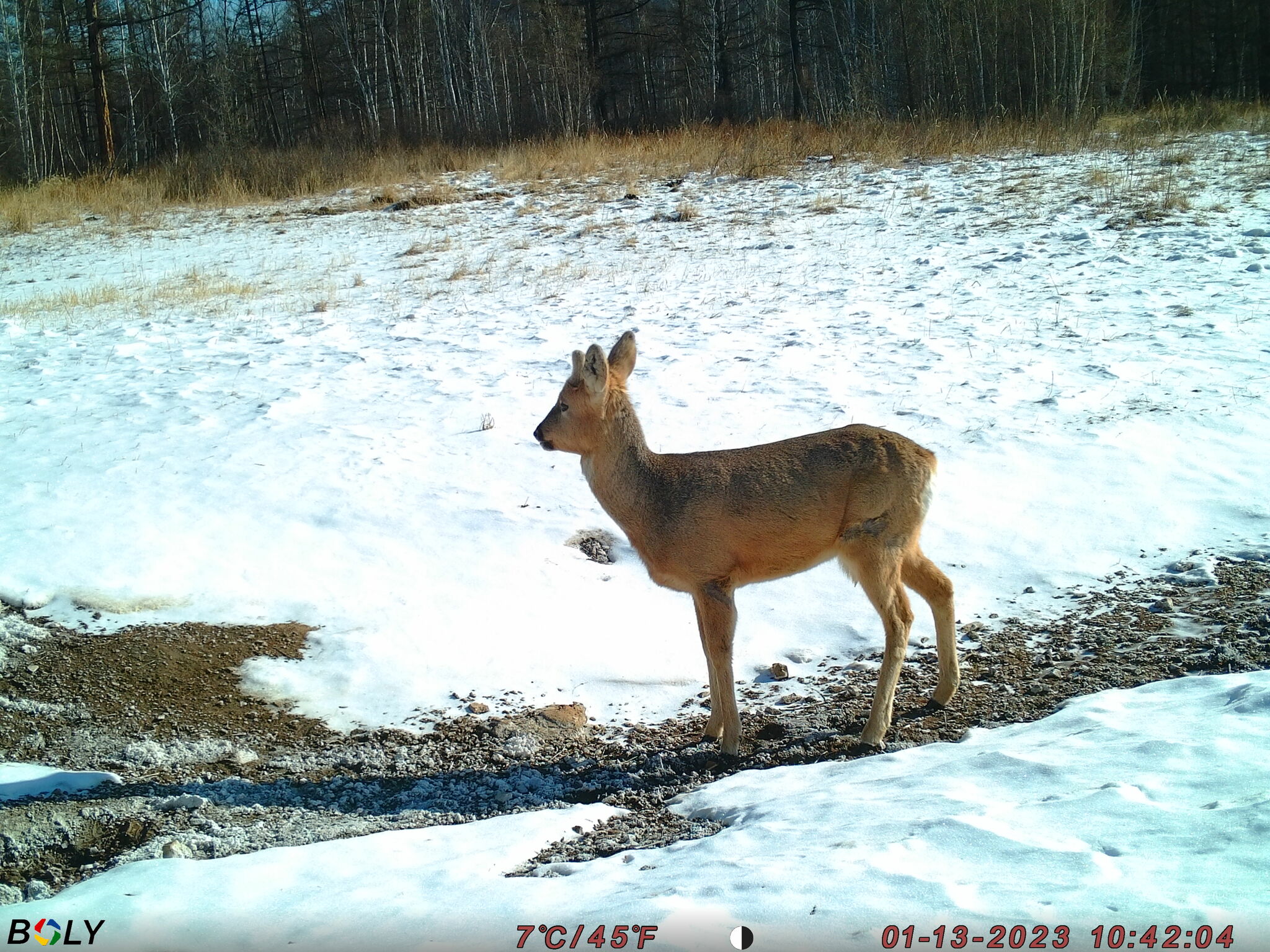 Capreolus pygargus (Pallas, 1771)