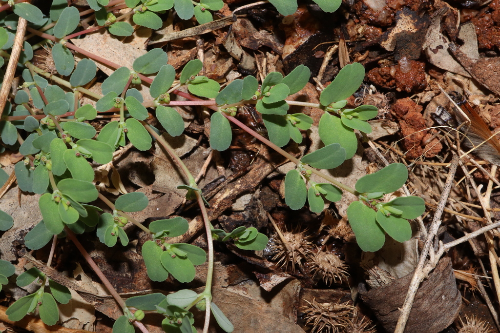 caustic weed from Fowlers Gap NSW 2880, Australia on March 27, 2023 at ...