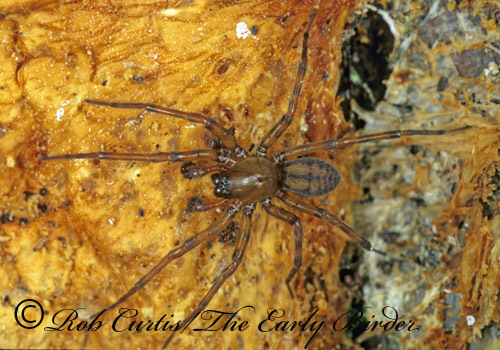 Callobius pictus from 3002 Mt Angeles Rd, Port Angeles, WA 98362, USA ...